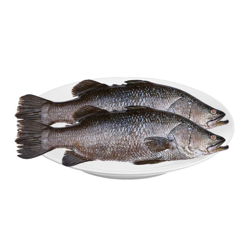 Fresh Arabian Sea Bass Fish 1Kg